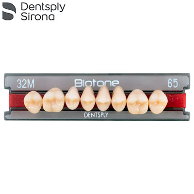 Tablilla de molares Biotone Dentsply - Deposito Dentalmex